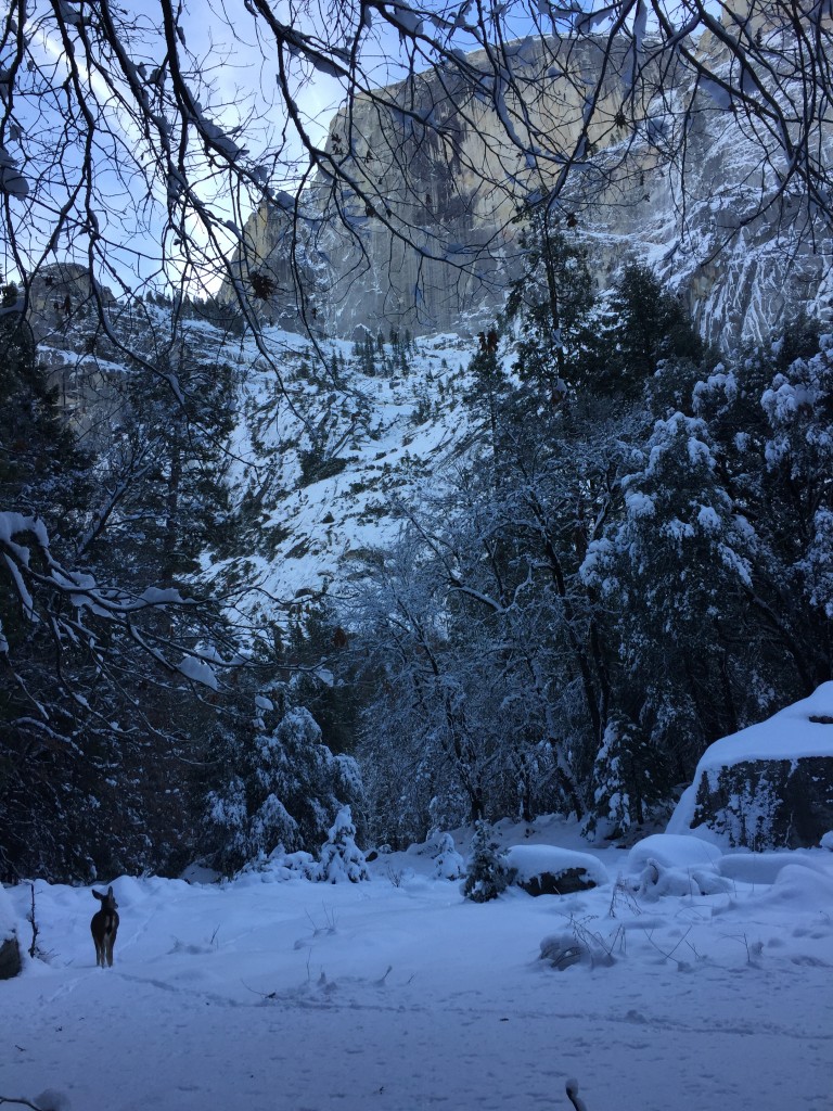 Yosemite | ERIC POSNER